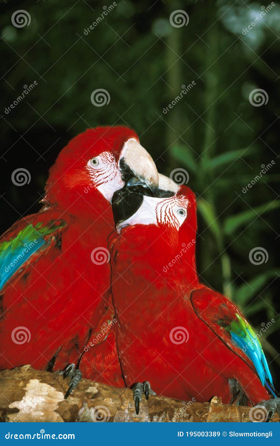 RED-and-GREEN MACAW Ara Chloroptera, ADULTS BILLING Stock Image - Image ...