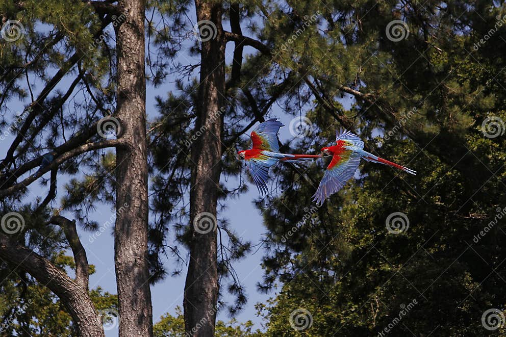 Red-and-Green Macaw, Ara Chloroptera, Pair in Flight Stock Image ...