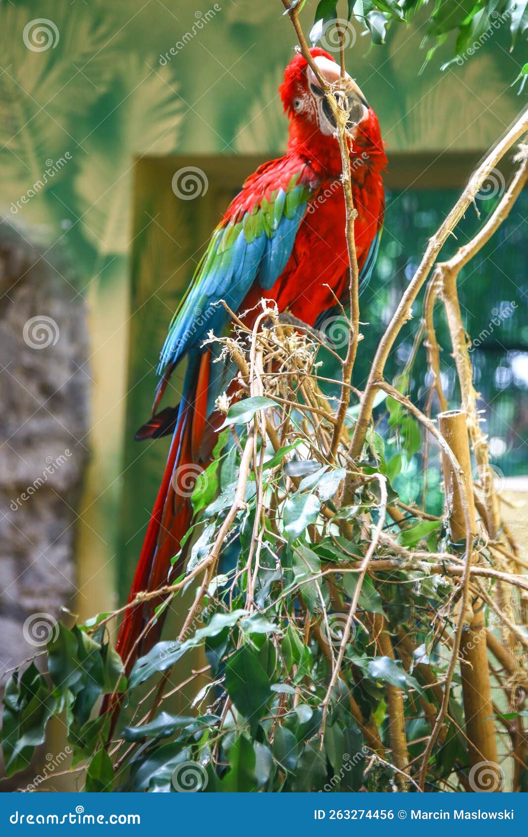 Red-and-green Macaw, Ara Chloropterus, Beautiful Big Parrot Stock Photo ...