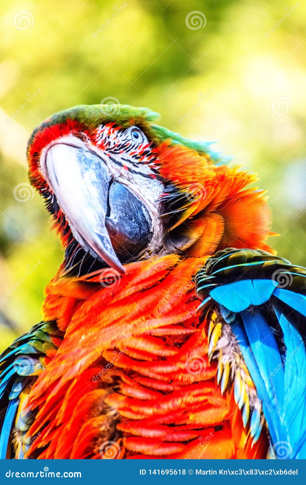 Red-and-green Macaw, Ara Chloropterus Stock Photo - Image of beak ...