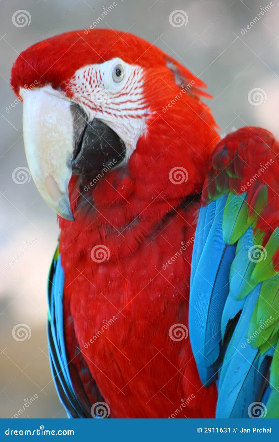 Red-and-green Macaw, Standing On Fish Bowl Royalty-Free Stock ...