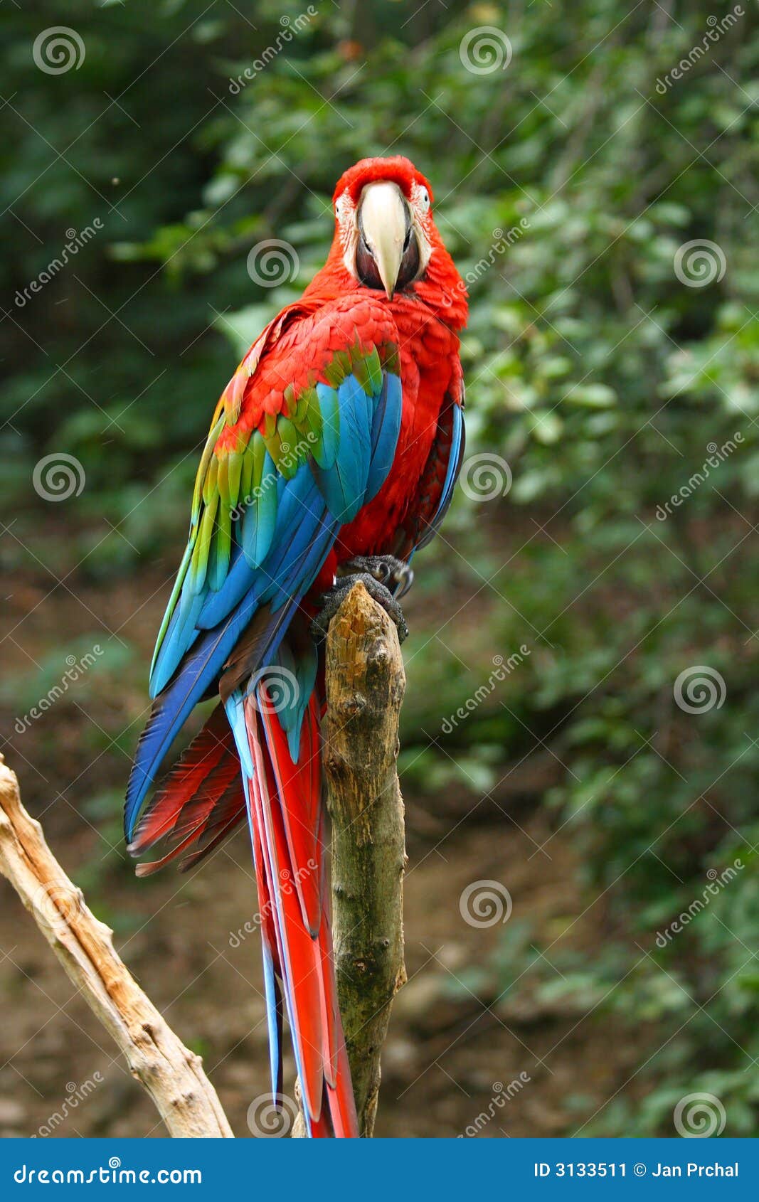Red-and-green Macaw, Standing On Fish Bowl Royalty-Free Stock ...