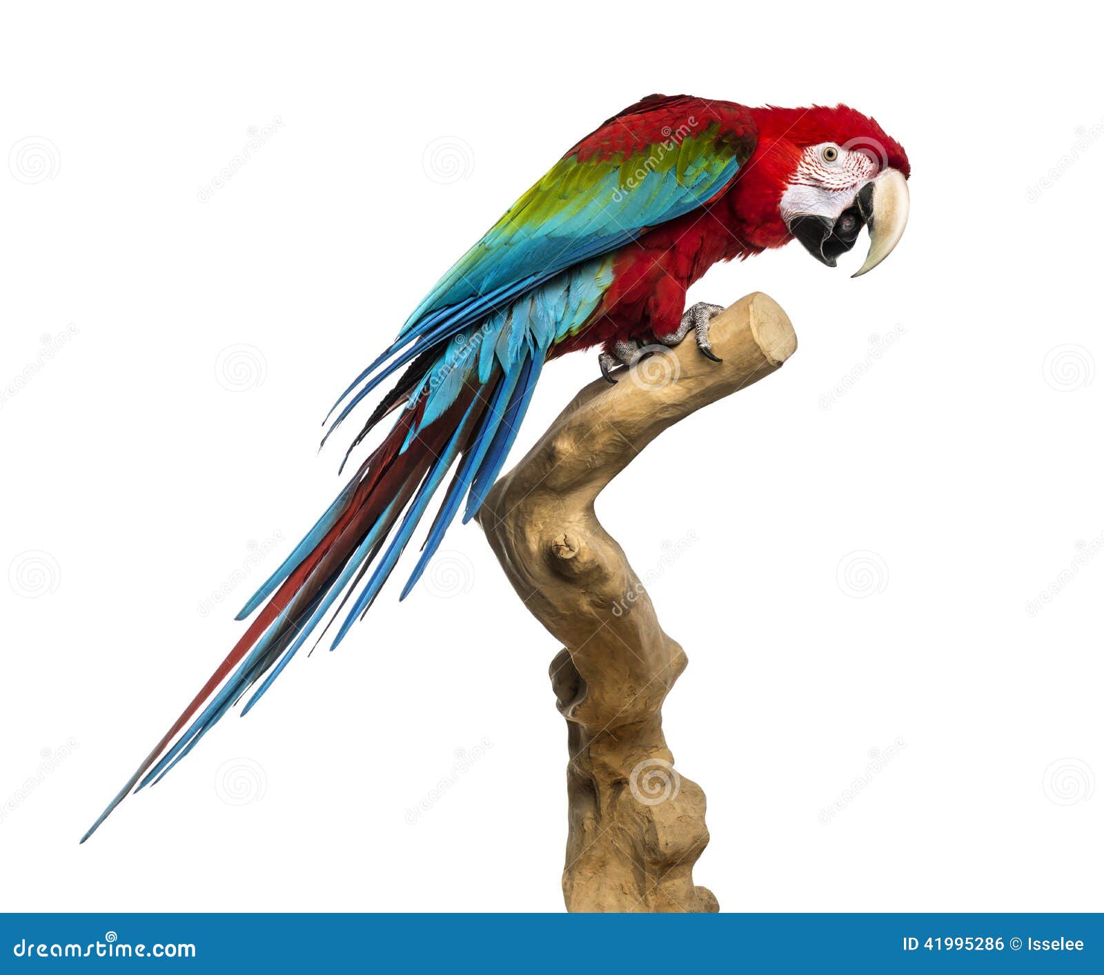 Red-and-green Macaw, Standing On Fish Bowl Royalty-Free Stock ...