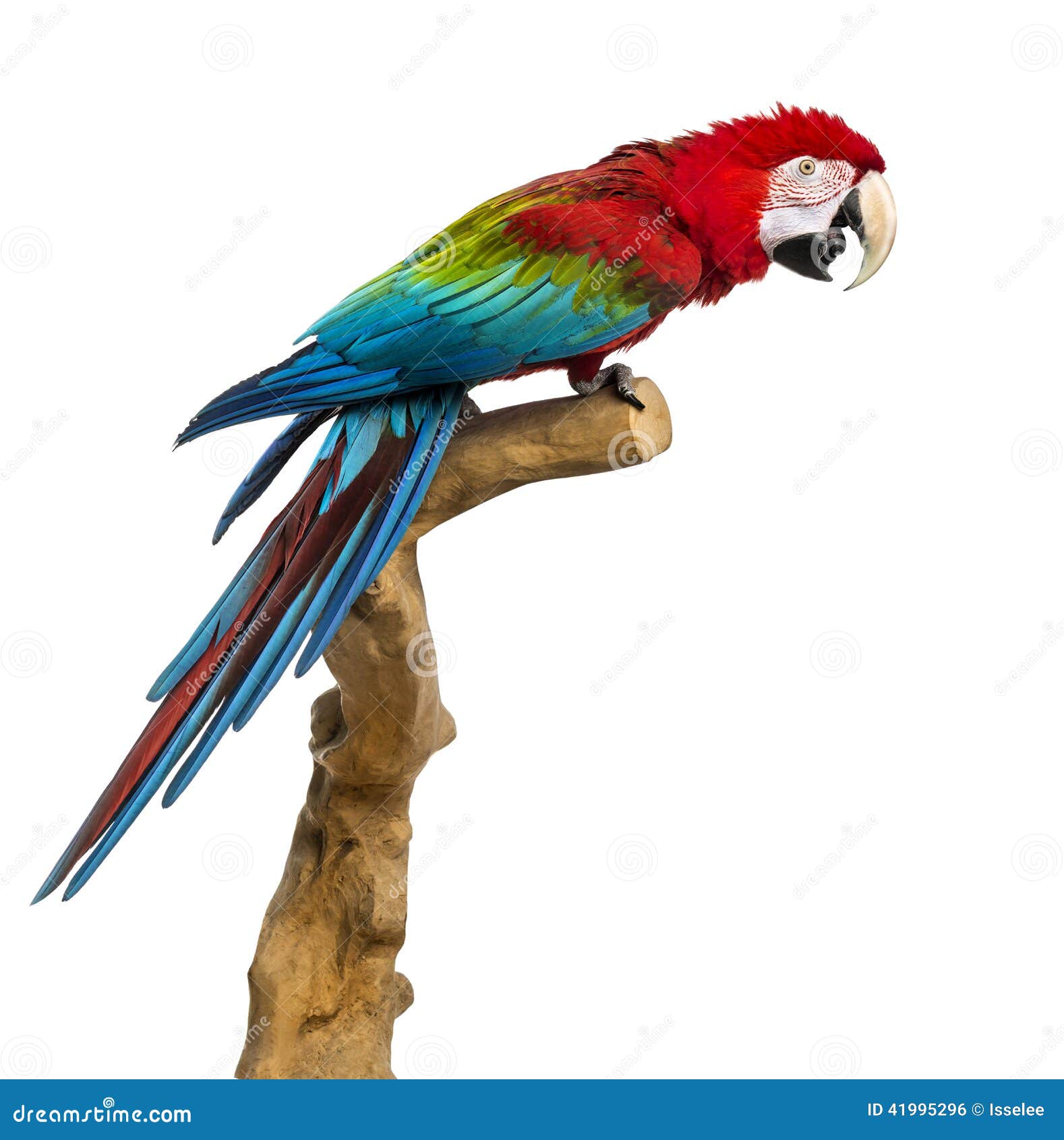 403 Red Blue Parrot Side View Stock Photos - Free & Royalty-Free Stock ...
