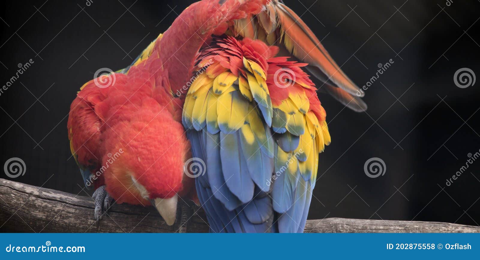 The Red and Green Macaw are Preening Each Other Stock Photo - Image of ...