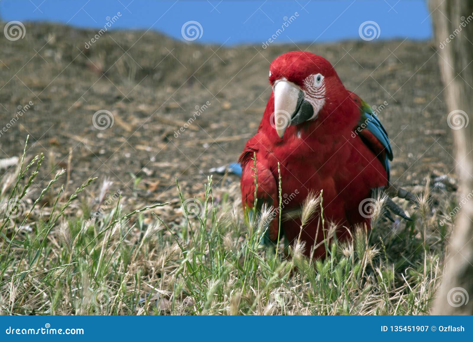 Red-and-green Macaw or Green-winged Macaw Stock Image - Image of south ...