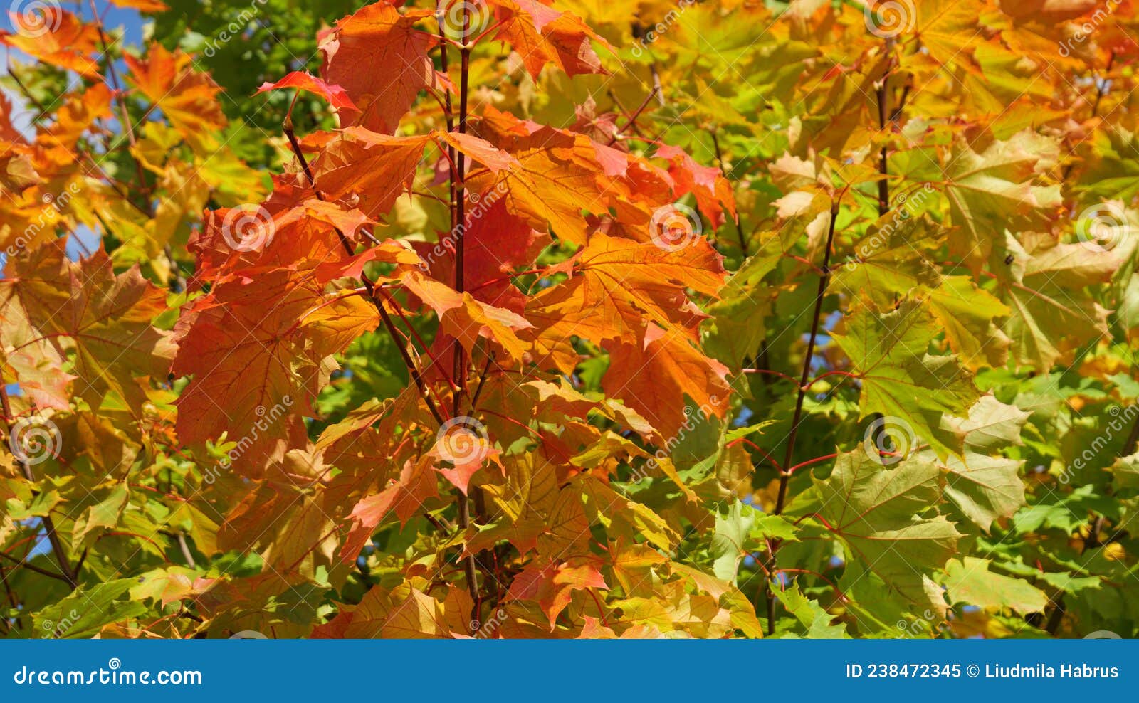Red and green maple leaves stock image. Image of closeup - 238472345