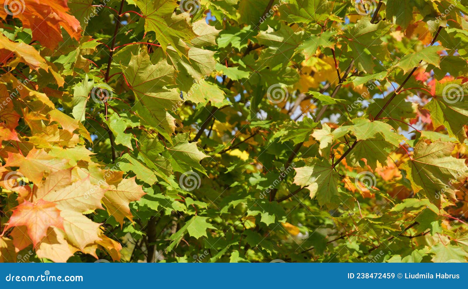 Red and green maple leaves stock image. Image of orange - 238472459