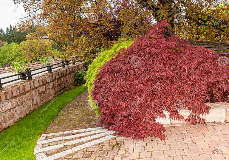 Red and Green Leaves on Young Maple Trees, at an Italian Inn Stock ...