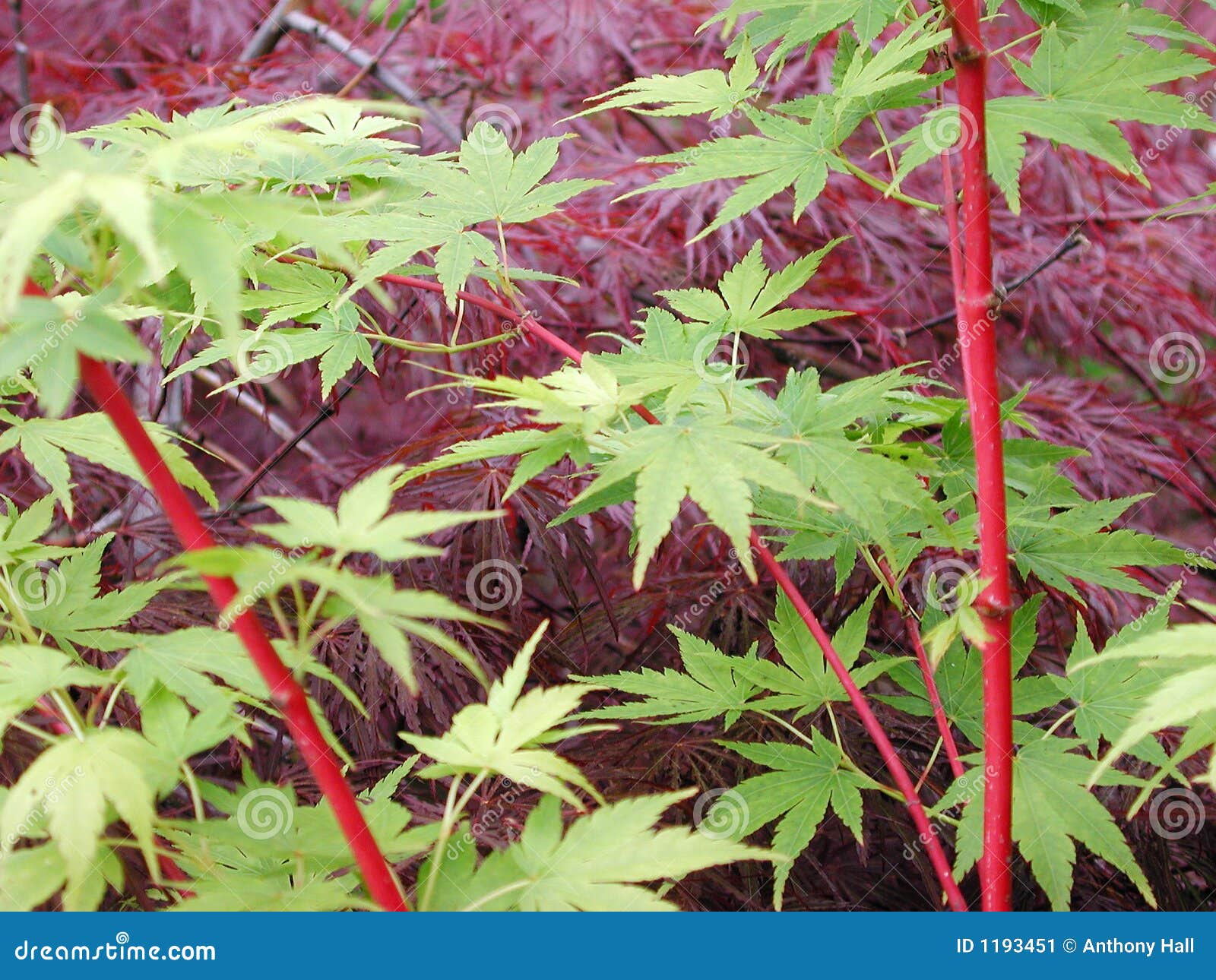 Red and green maples stock image. Image of formal, shrub - 1193451