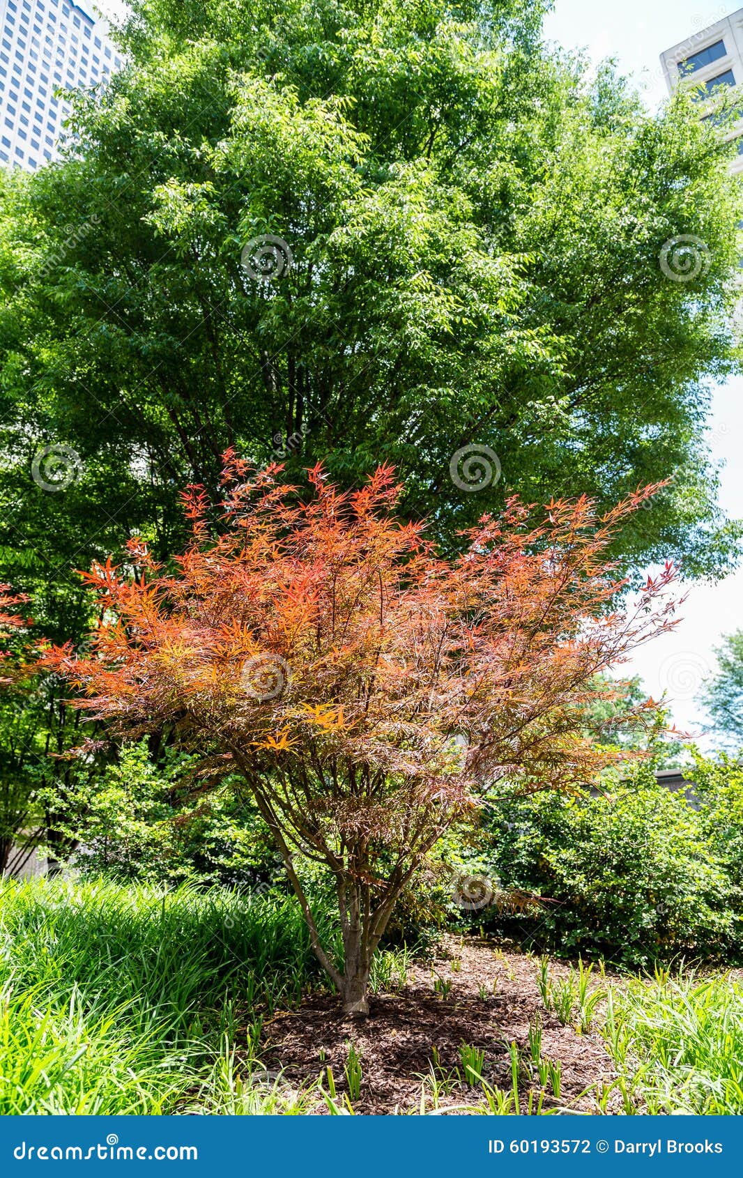 Red and Green Maples on Hill Stock Photo - Image of japanese, nature ...