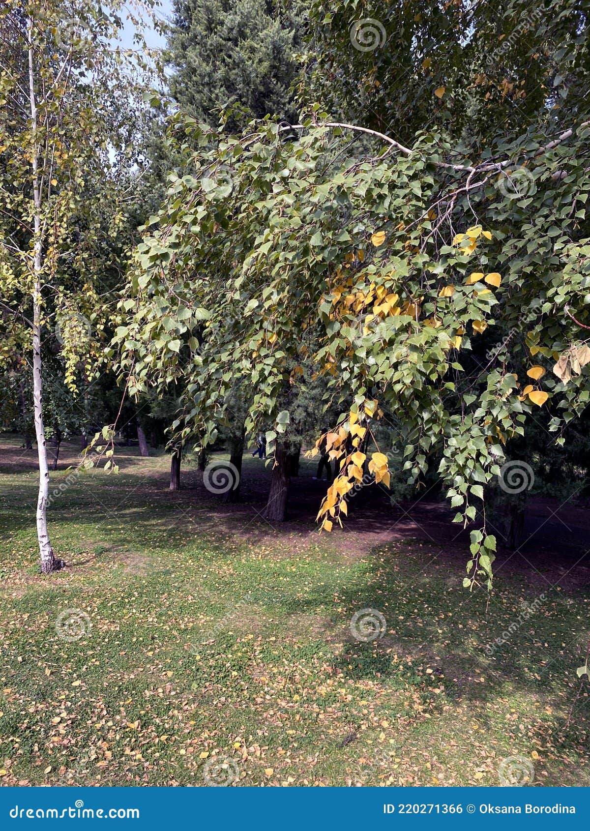 Red, Green, Orange Trees in the Autunm Forest Stock Photo - Image of ...