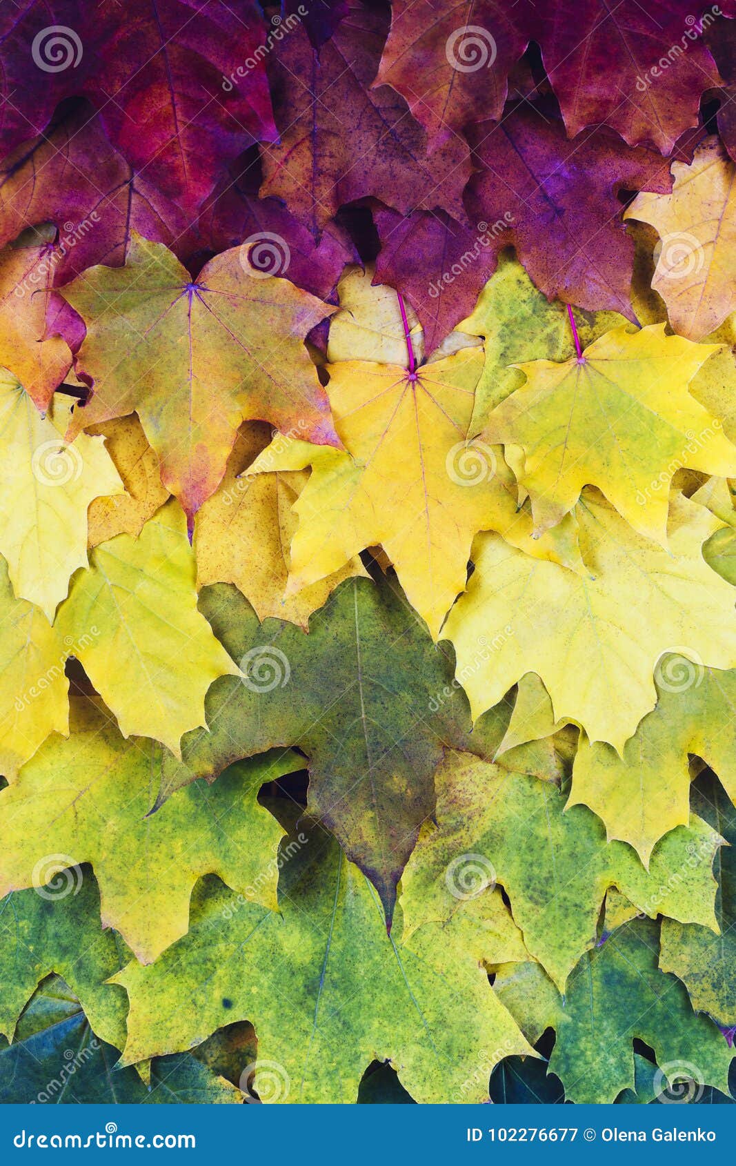 Red Green Orange Yellow Autumn Leaves Background. Stock Image - Image ... Red Green Orange Yellow Autumn Leaves Background. Stock Image - Image ...
