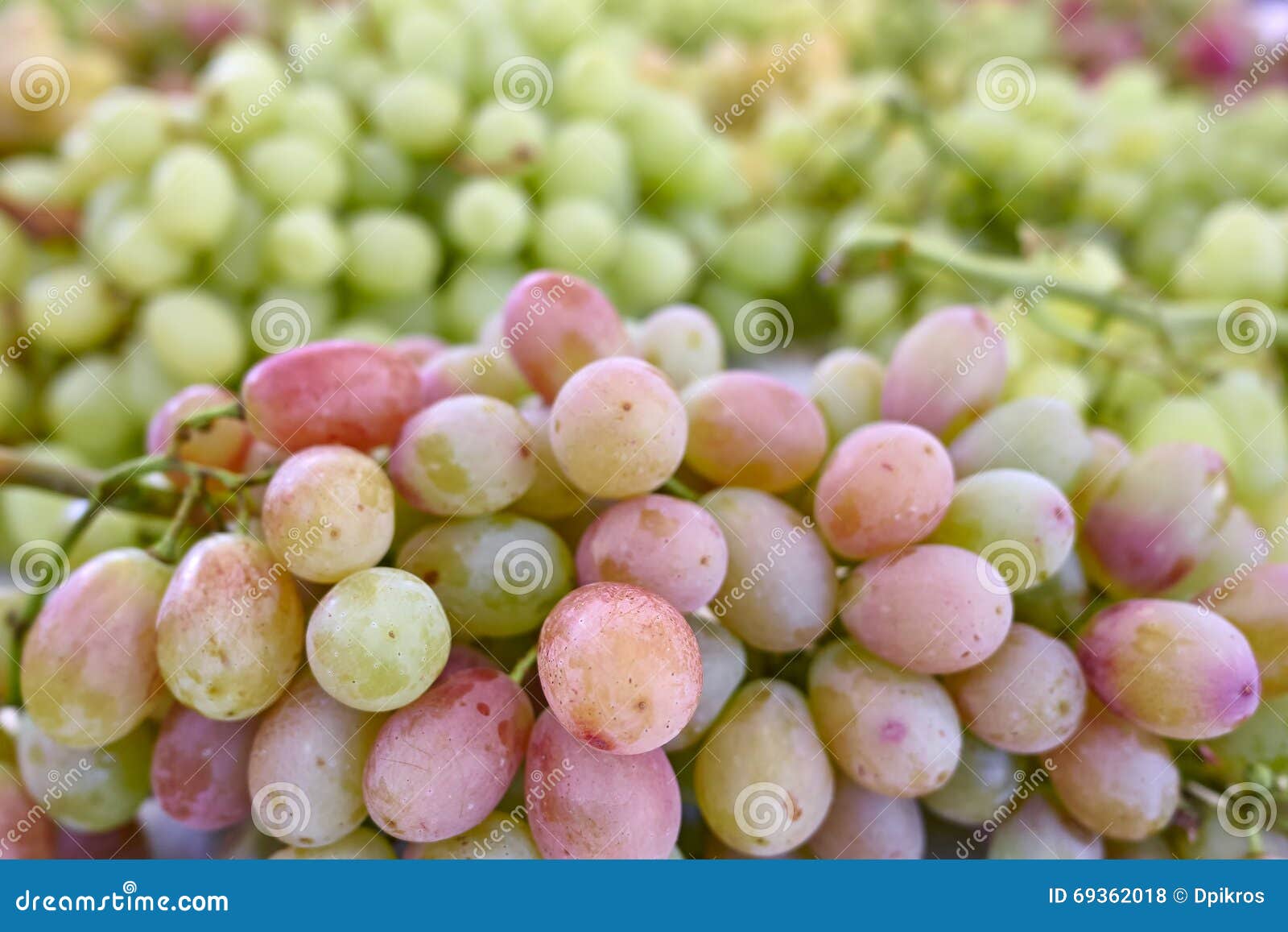 Red and Green Organic Grapes Closeup Stock Photo - Image of bokeh ...