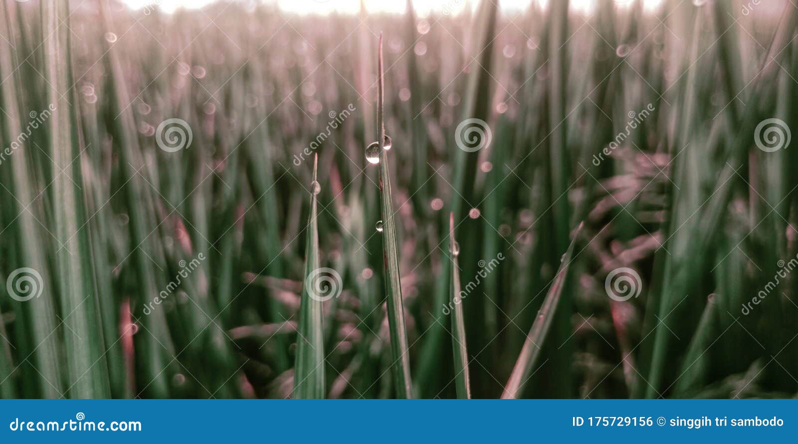 Red green paddy garden stock photo. Image of nature - 175729156