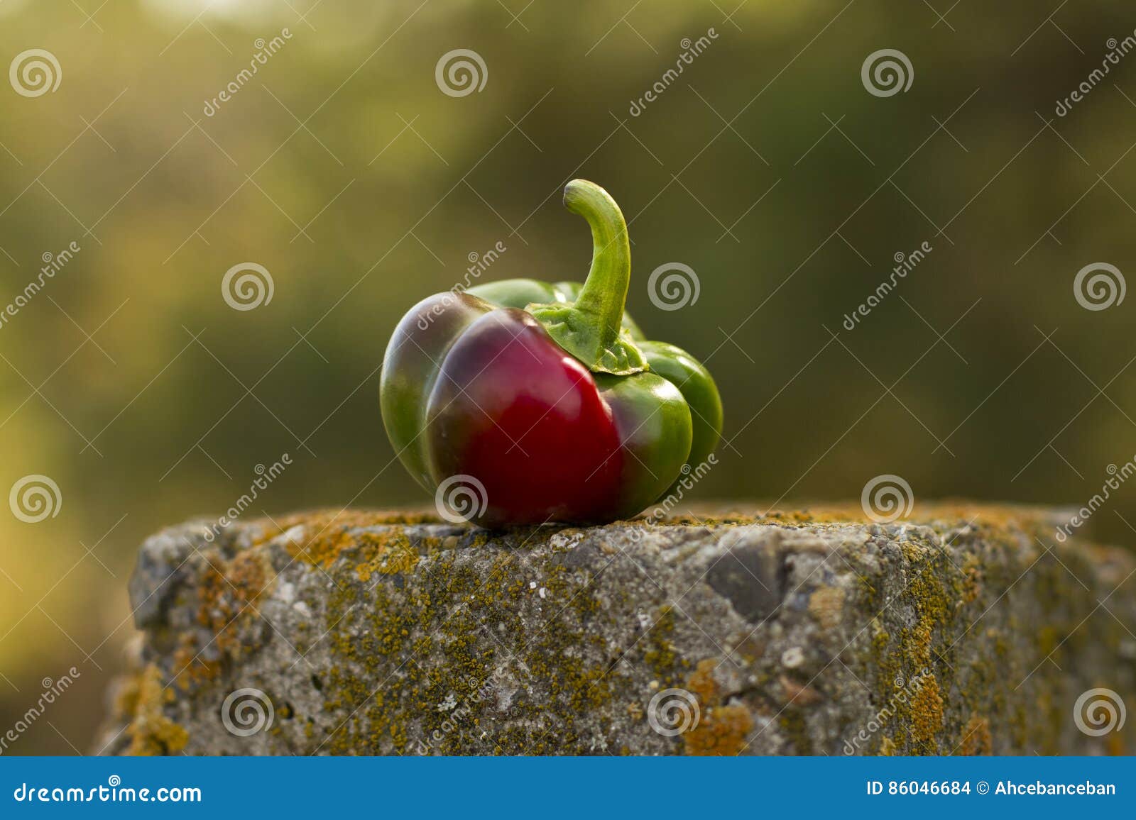 Red-green pepper autumn stock photo. Image of organic - 86046684