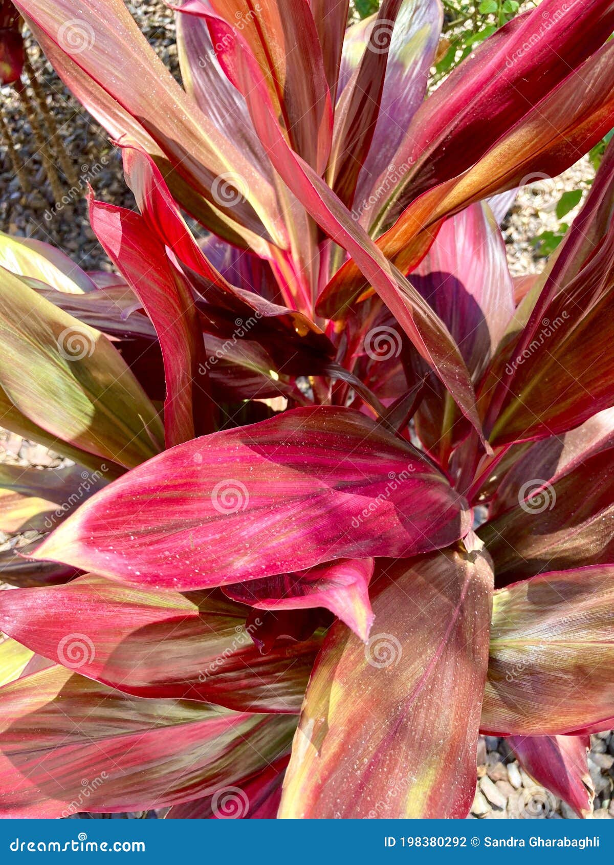 Red and Green Plant stock photo. Image of green, plantsummer - 198380292
