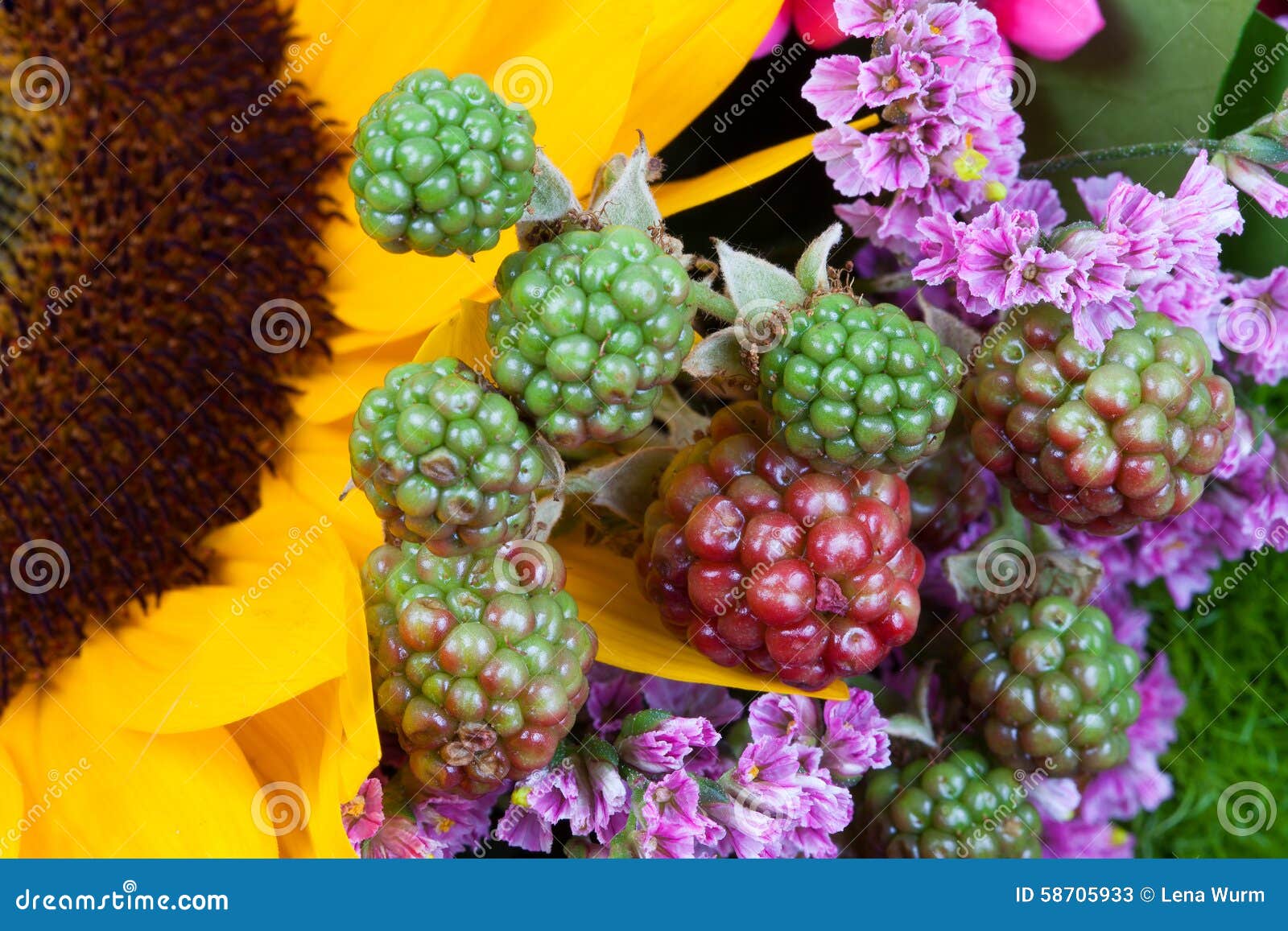 Red and Green Raspberry Fruit between Flowers Stock Image - Image of ...