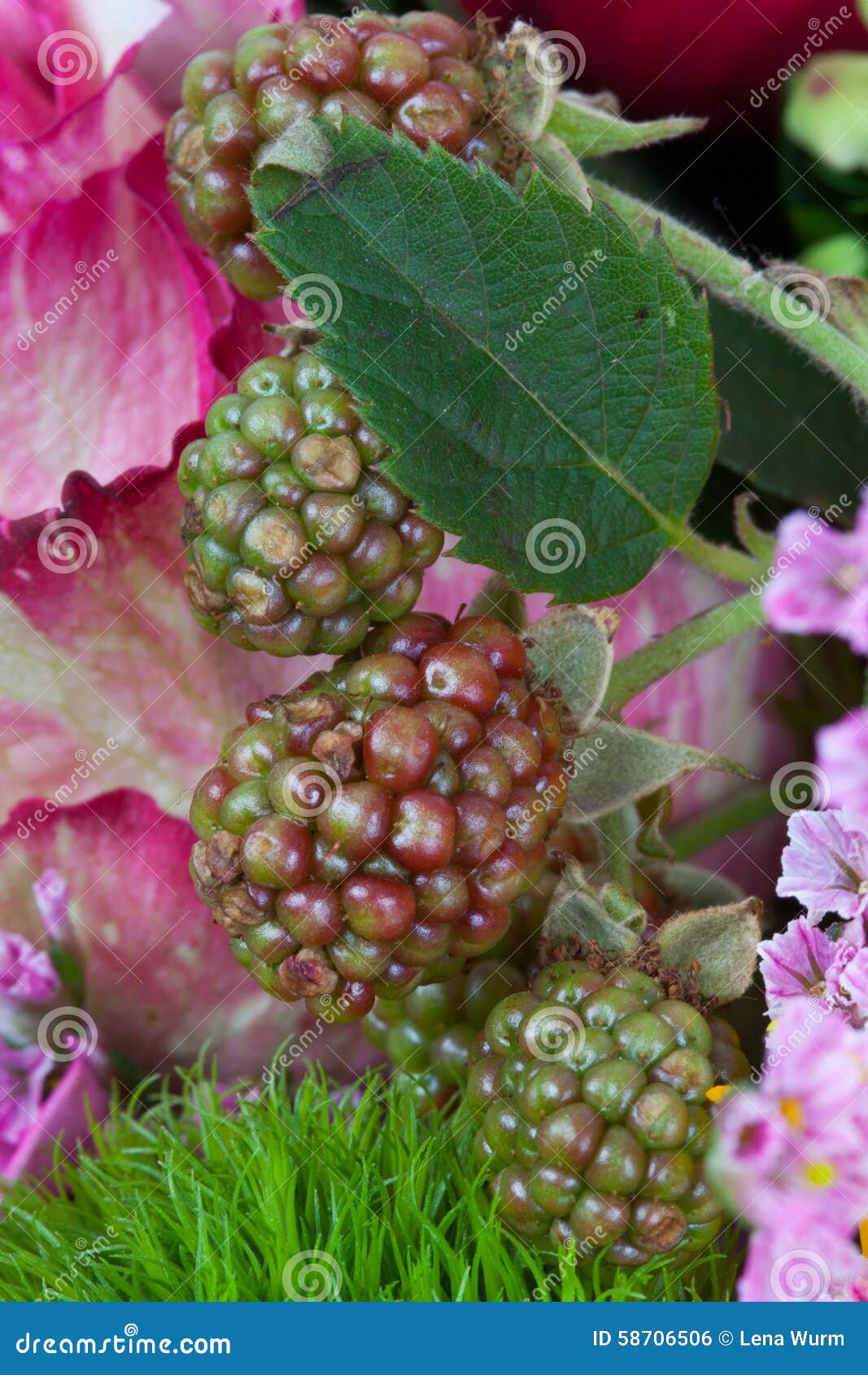 Red and Green Raspberry Fruit between Flowers Stock Photo - Image of ...
