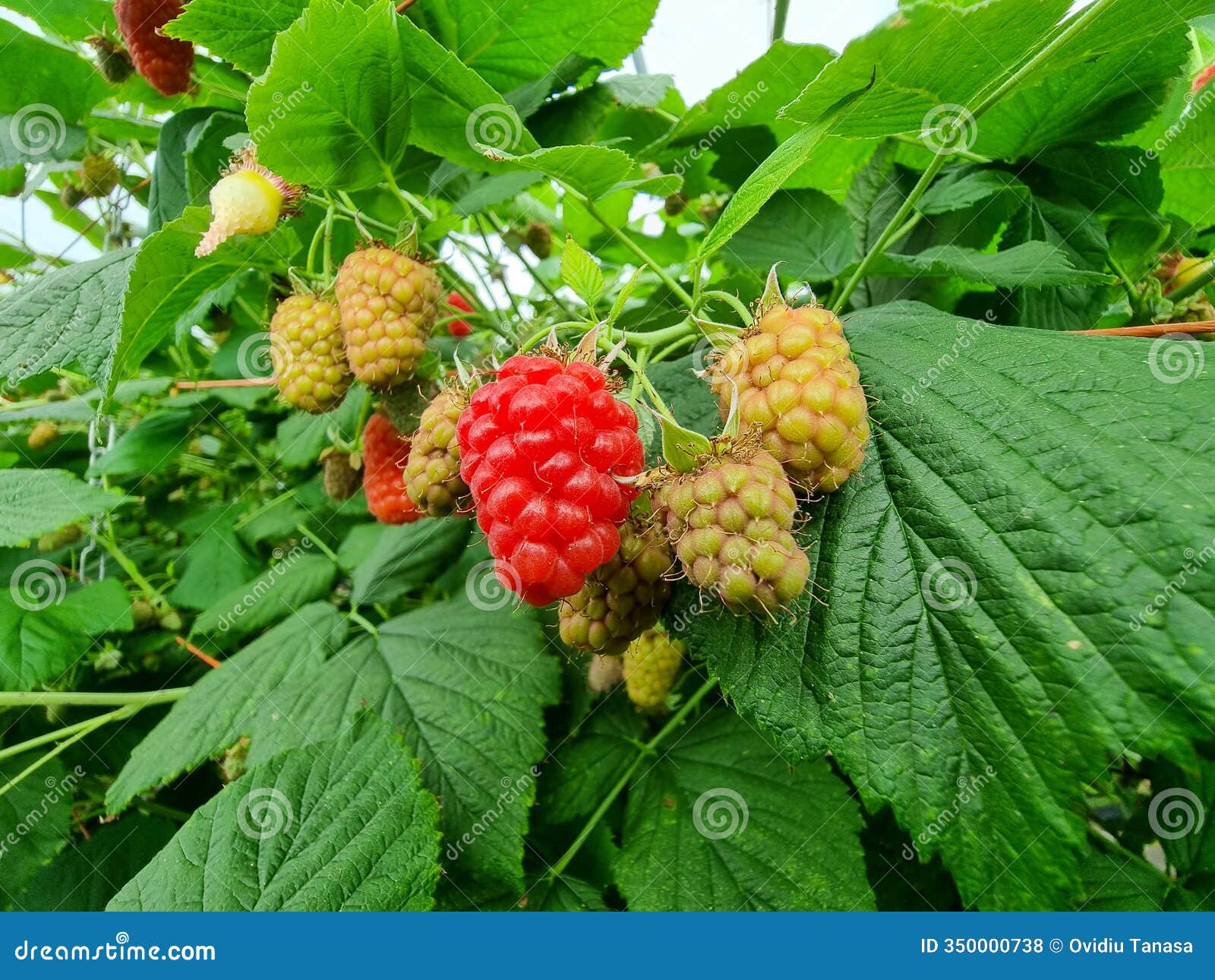 Red and Green Raspberry Fruits on the Fruit, Hanging on Plants with ...