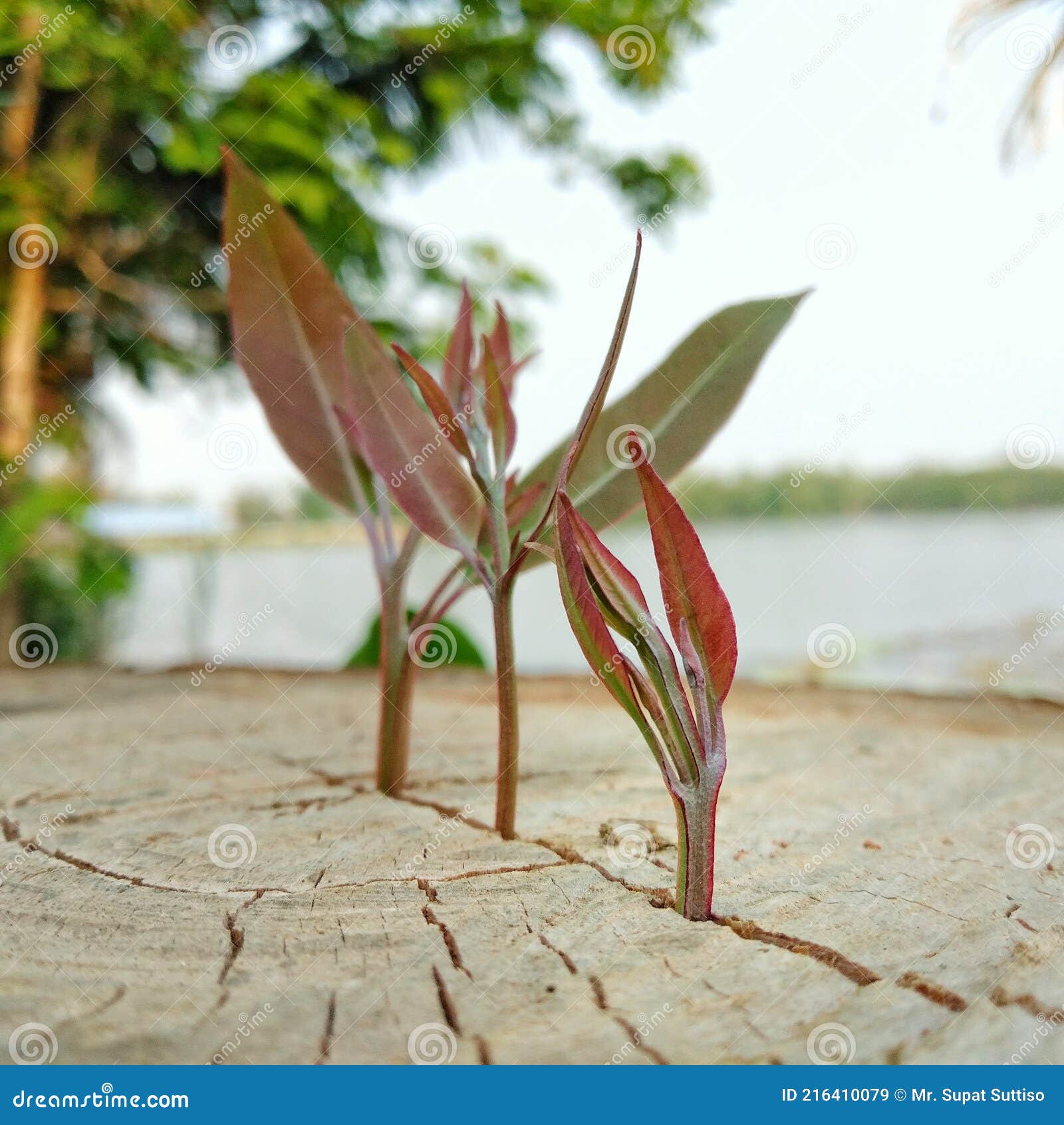 A Small Red and Green Tree that Grows on Yellow Tree Stumps Stock Image ...