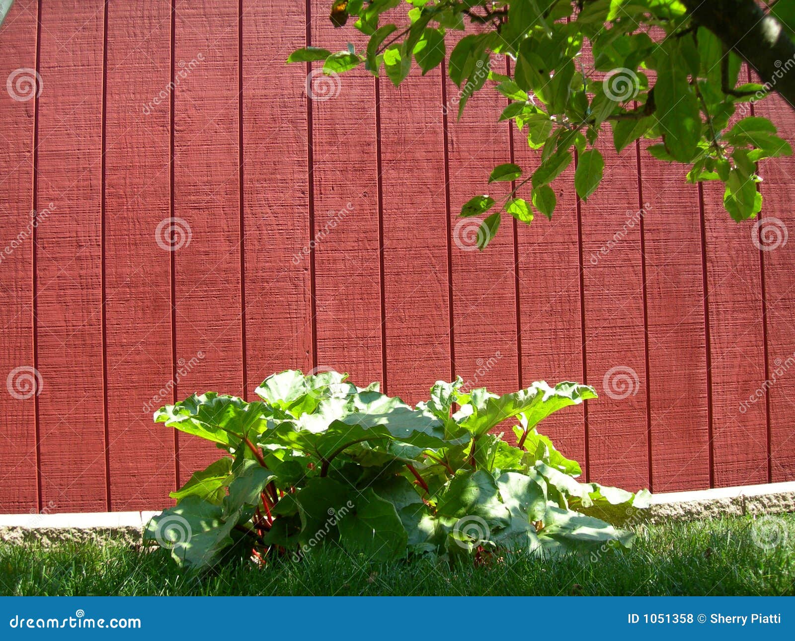 295 Barn Apple Tree Stock Photos - Free & Royalty-Free Stock Photos ...