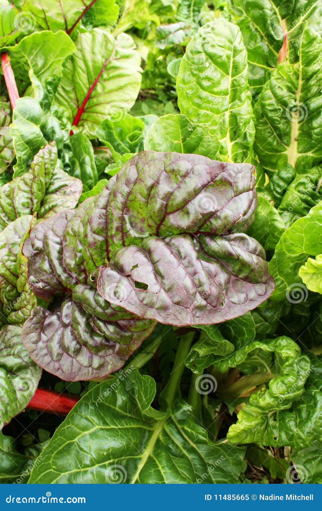 Red and green swiss chard stock image. Image of close - 11485665