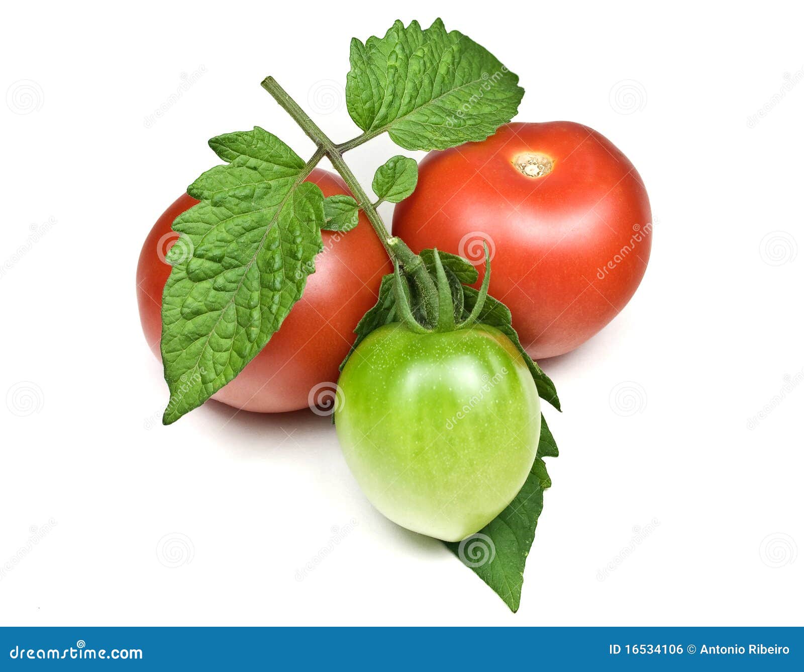 Red and Green Tomatoes stock photo. Image of food, nourishing - 16534106