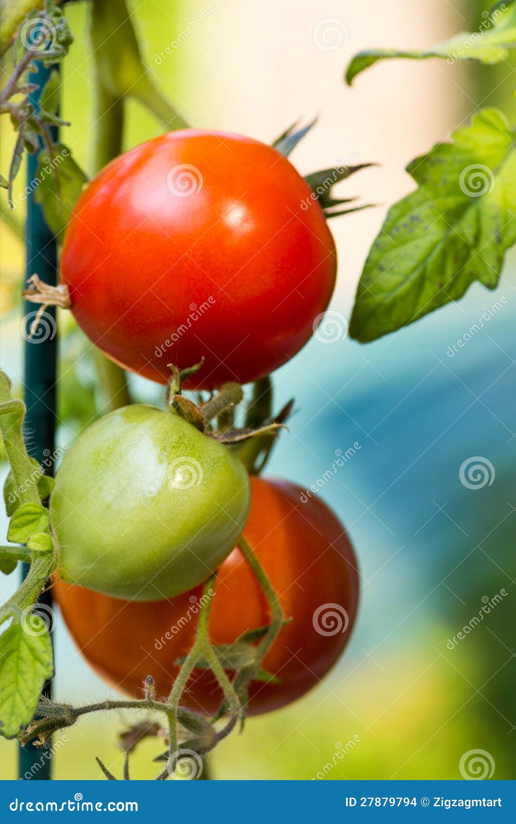 Red and Green Tomatoes on Vine Stock Photo - Image of green, gardening ...