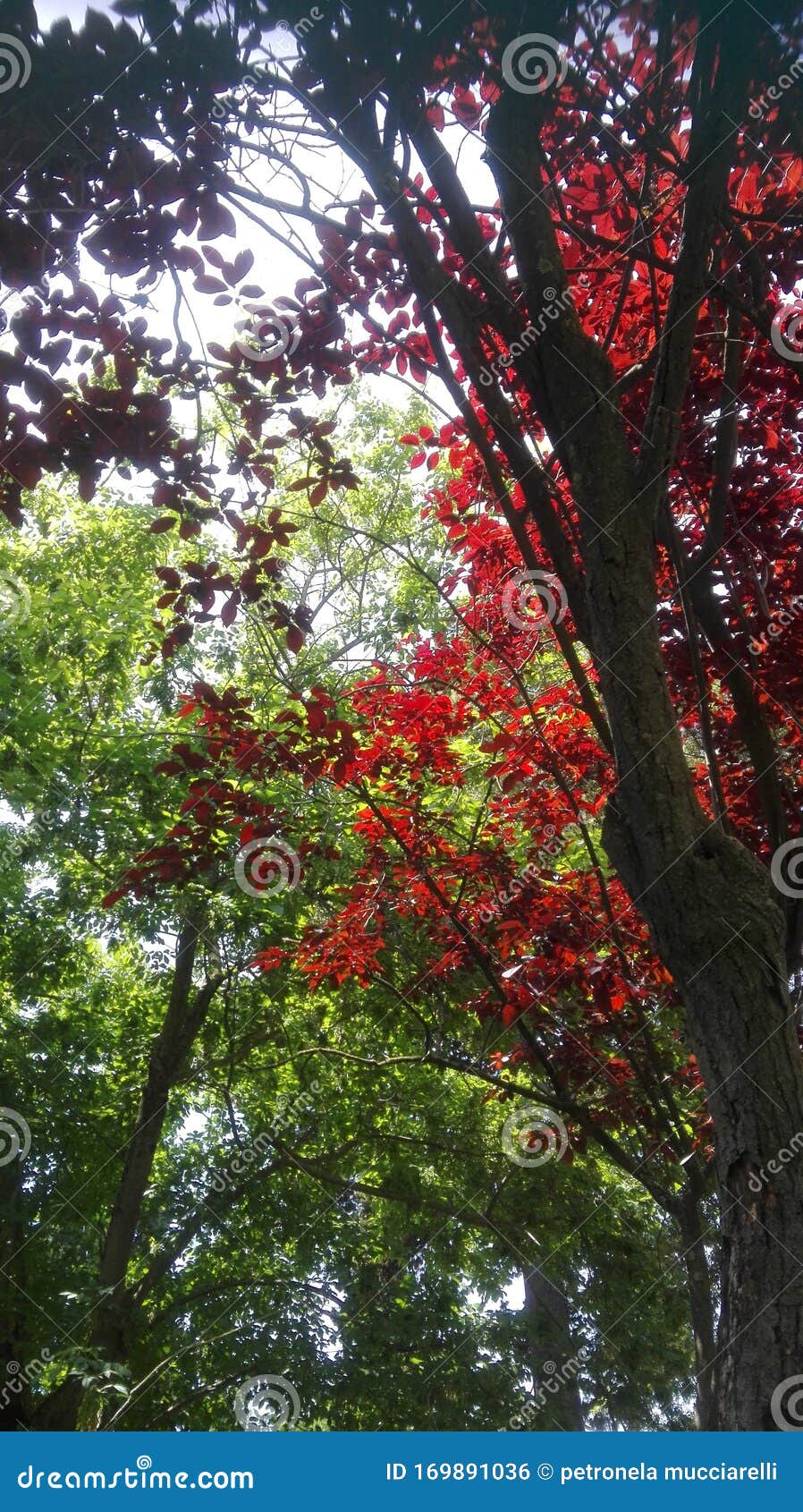 Red and green tree stock photo. Image of tree, green - 169891036