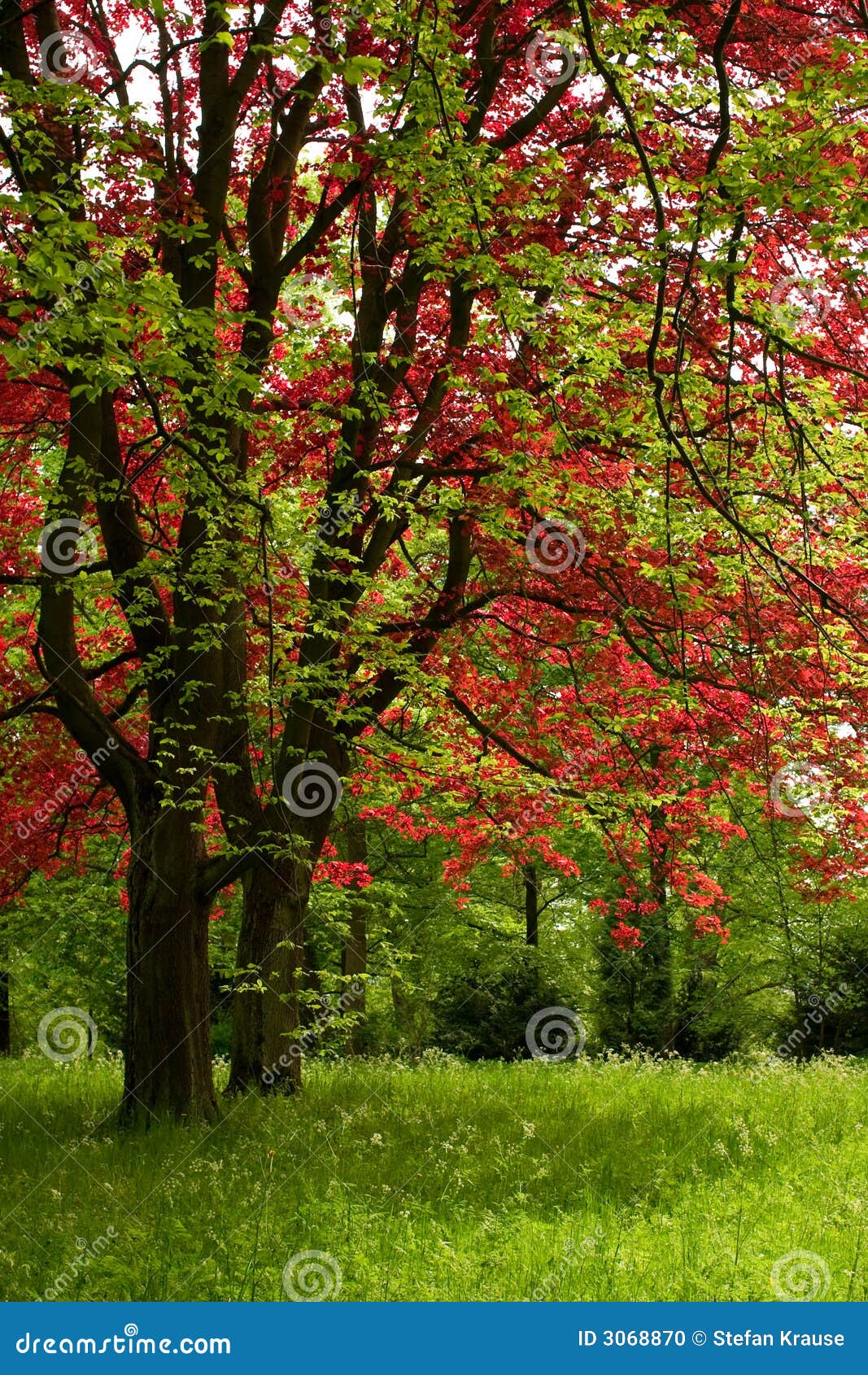 Red and green tree stock photo. Image of park, green, leaves - 3068870