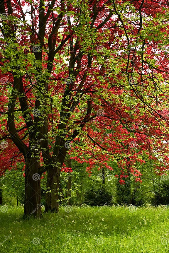 Red and green tree stock photo. Image of park, green, leaves - 3068870