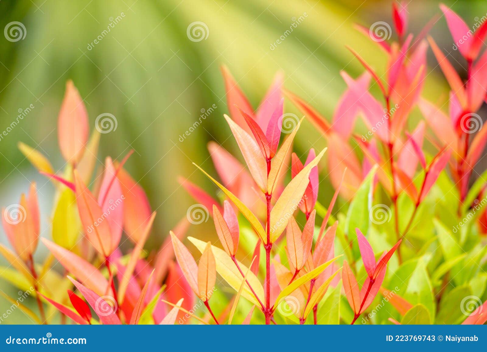 Red and green tree leaves stock image. Image of forest - 223769743