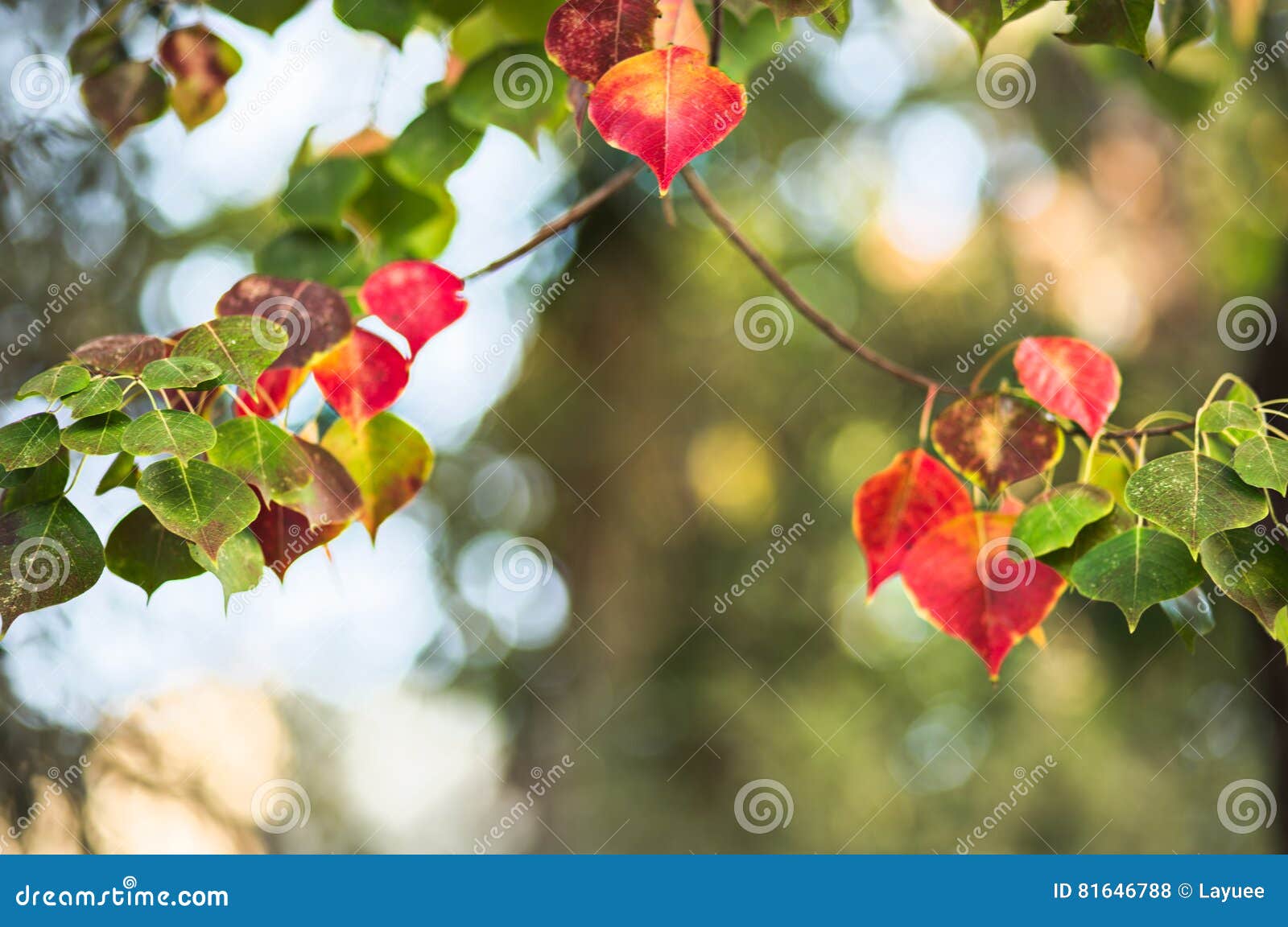 Red and green tree leaves. stock photo. Image of cold - 81646788
