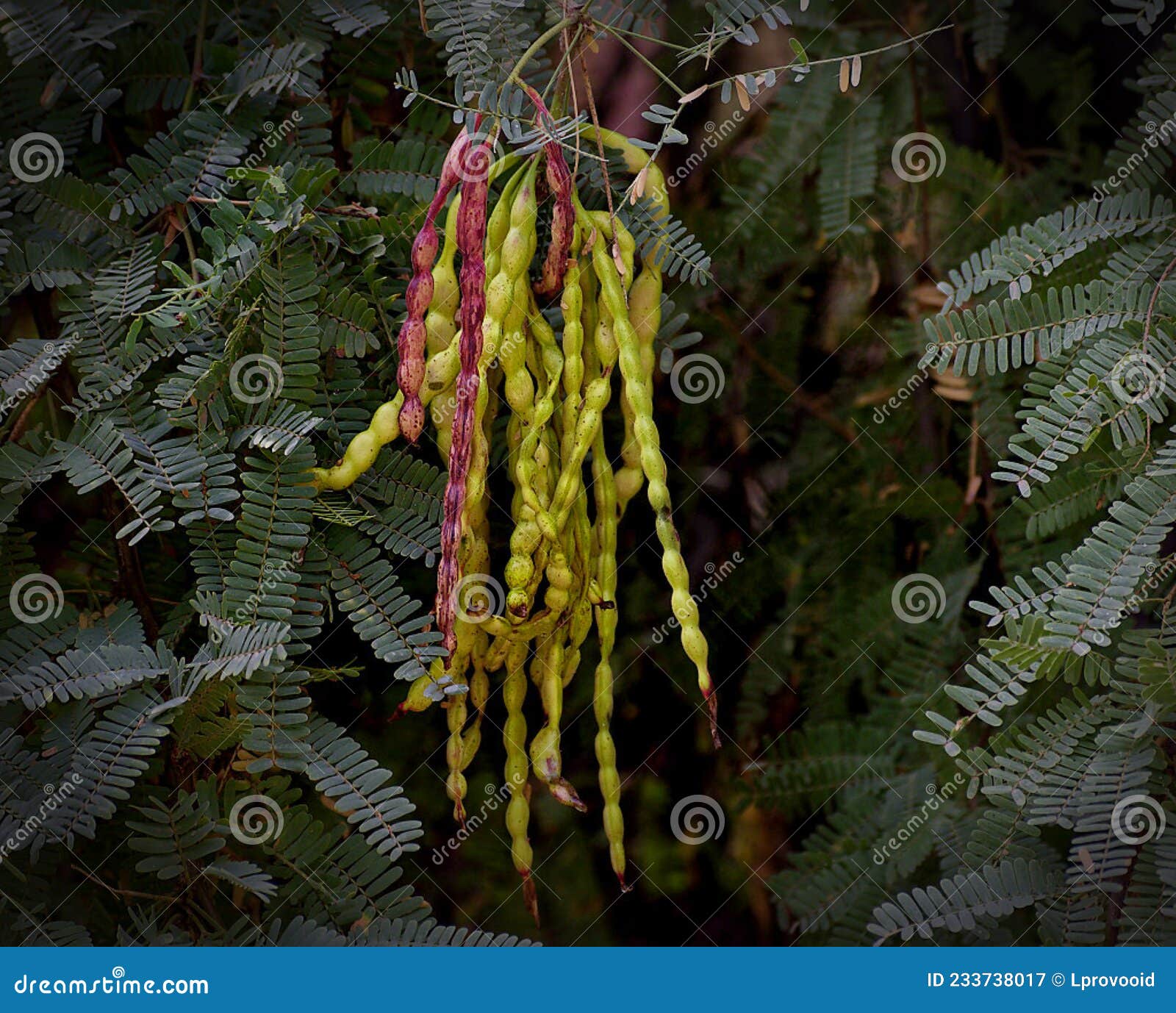 Red and Green Tree Pods stock image. Image of garden - 233738017