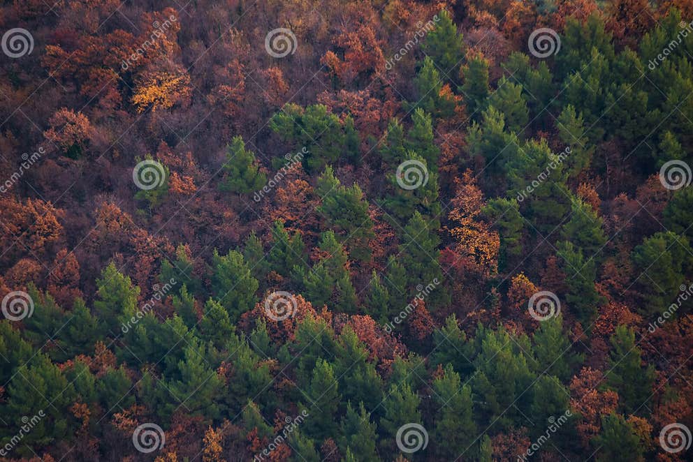 Red and green trees stock photo. Image of foliage, ecology - 90200852