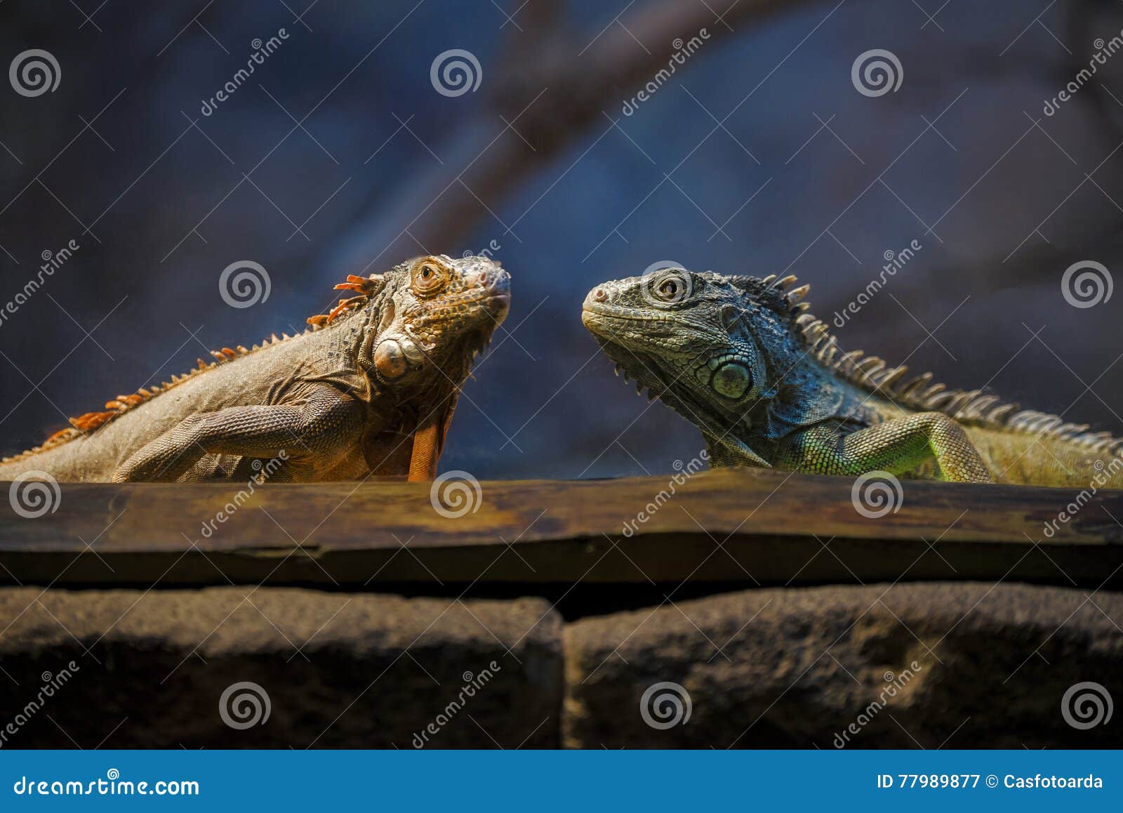 Red and green two iguanas stock image. Image of fauna - 77989877