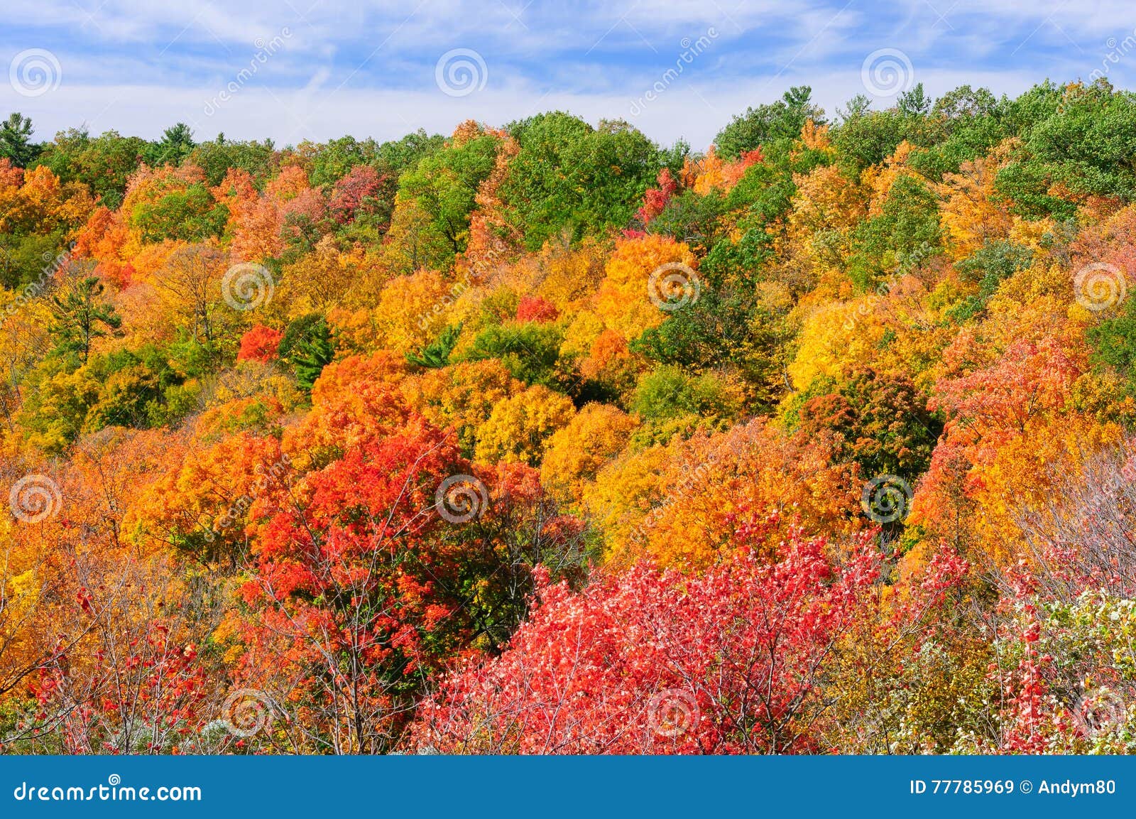 Red, Green and Yellow Maple Trees in Fall Stock Image - Image of ...
