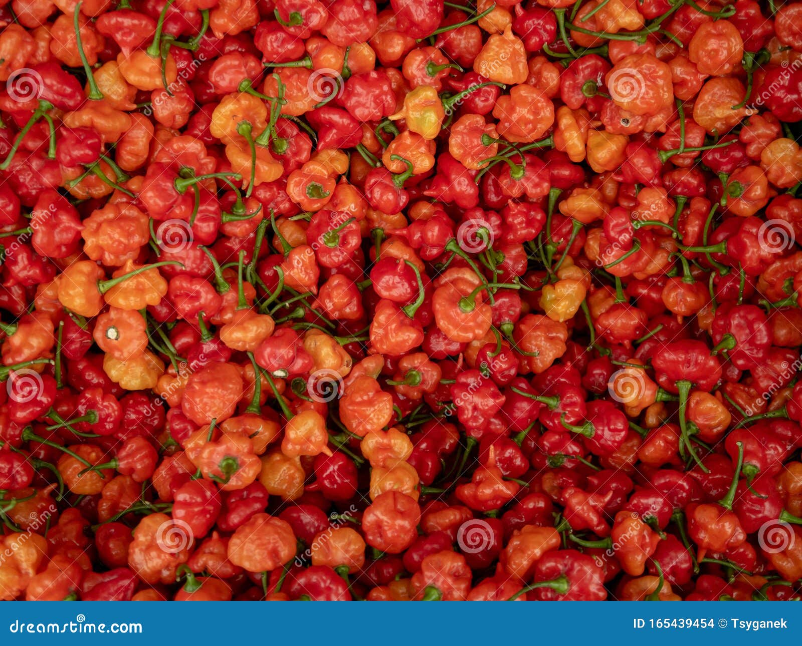 Red Grenada Peppers stock photo. Image of burn, spice - 165439454