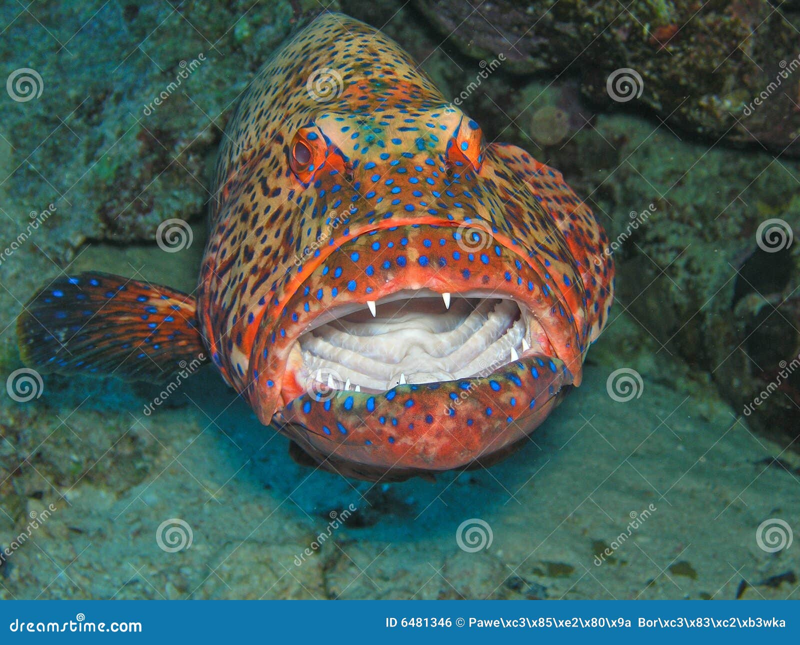 Red grouper stock photo. Image of horn, floating, holiday - 6481346