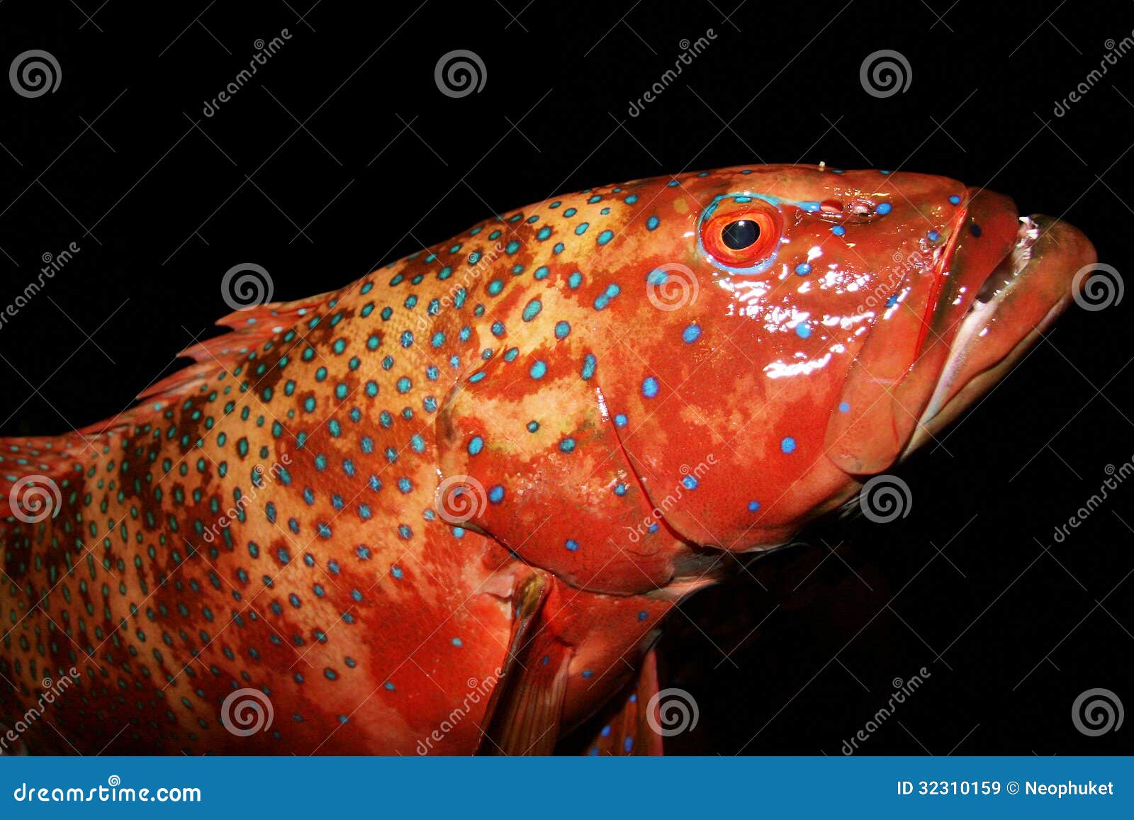 Red grouper stock image. Image of fish, miniata, ocean - 32310159