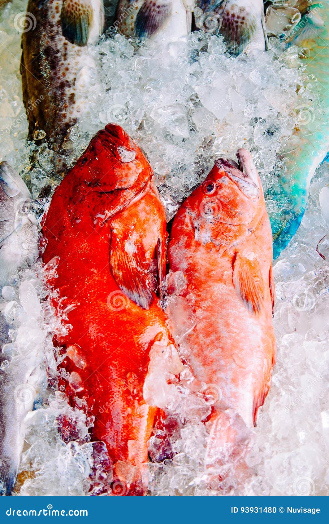 Red Grouper Fish stock photo. Image of grouper, market - 93931480