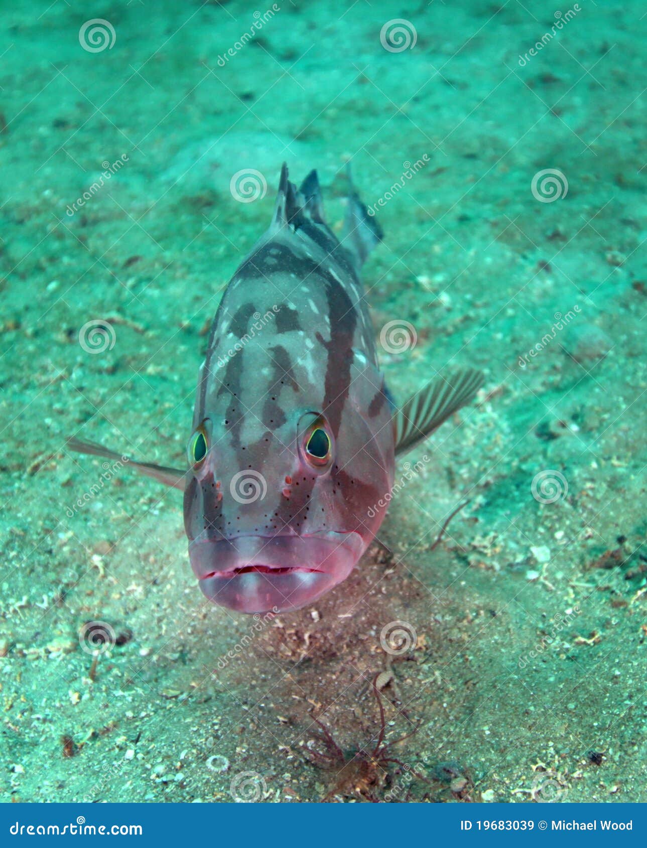 Gulf Grouper (Mycteroperca Jordani) Royalty-Free Stock Image ...