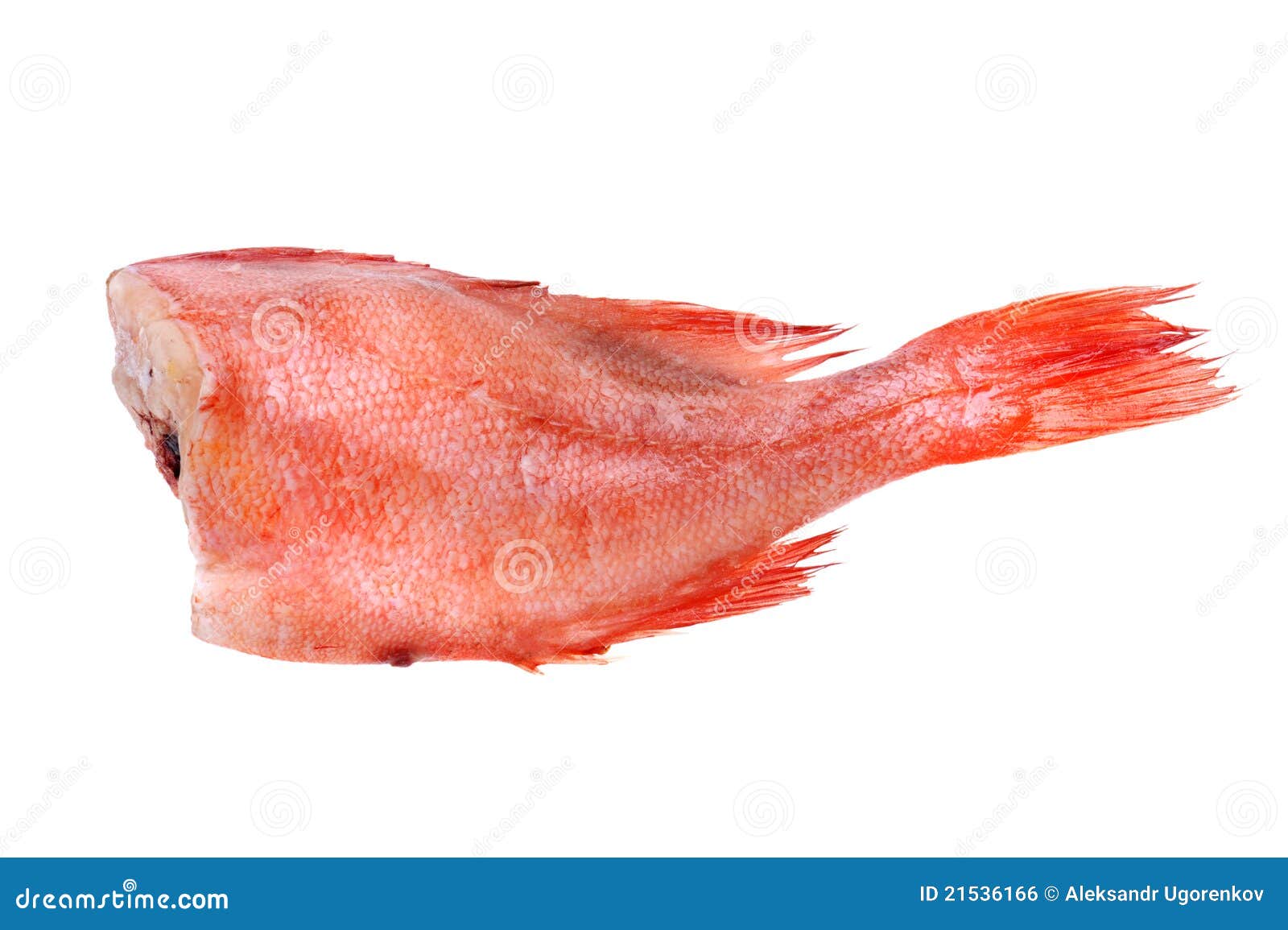 Red Grouper On White Background Stock Photo - Image of natural, seafood ...