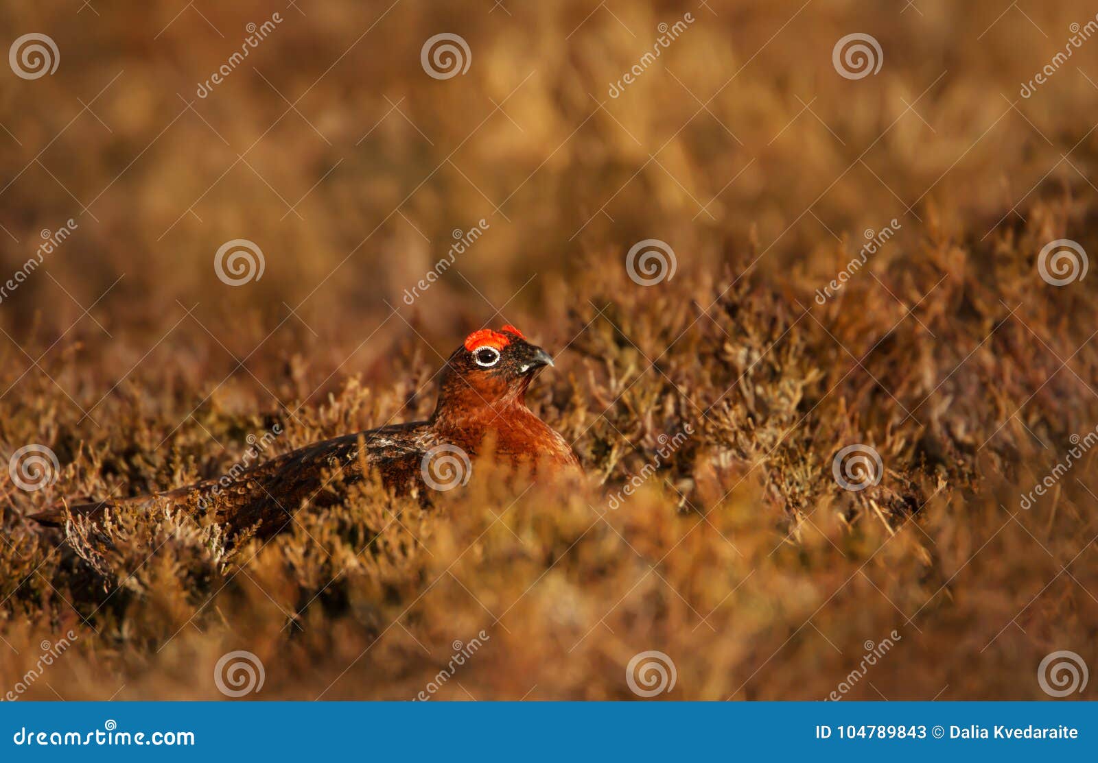 Red Grouse Hiding in the Field of Heather Stock Image - Image of ...