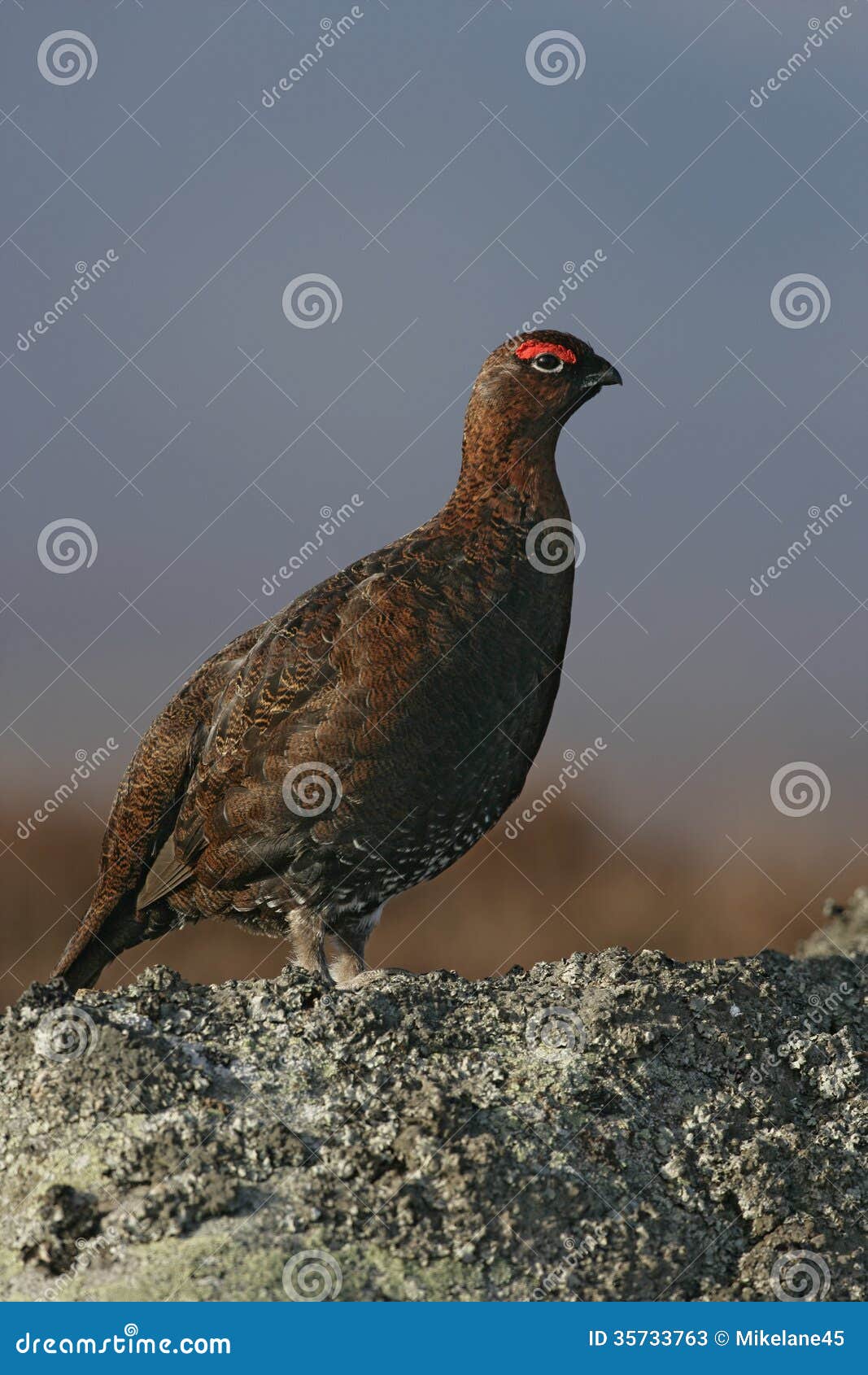 Red Grouse, Lagopus Lagopus Stock Image - Image of beak, heather: 35733763
