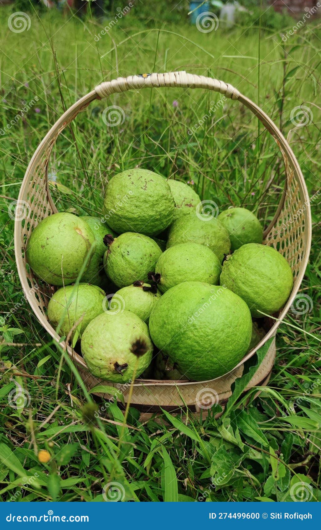 Red Guava in a Bamboo Basket Just Picked from a Tree Stock Photo ...