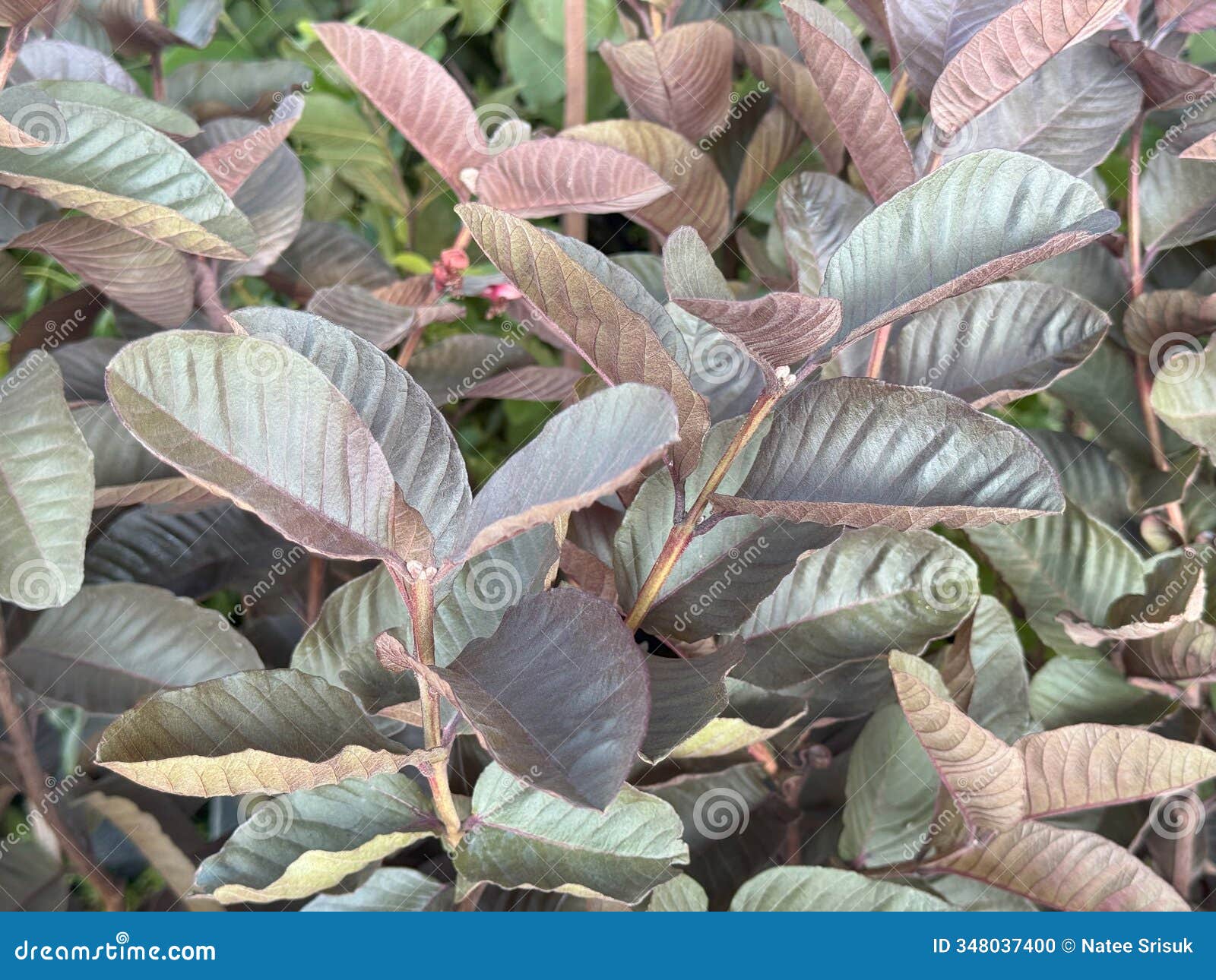 Guava Fruit With Green Leaf Single Common-guava Food Fresh Ripe Guapple ...
