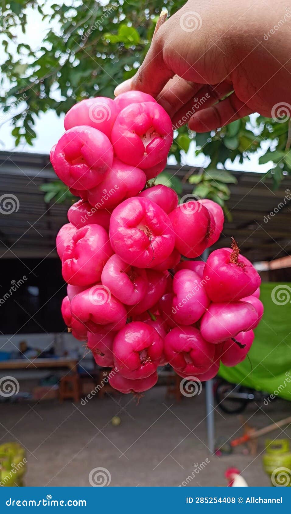 The Red Guava Fruit is One Small Guava Stock Photo - Image of guava ...