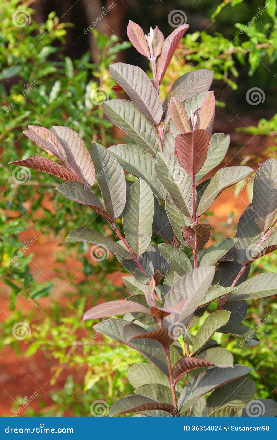 Red Guava fruit Tree stock photo. Image of tree, small - 36354024